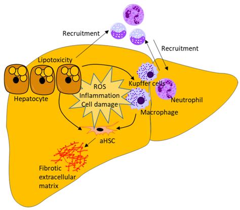 Molecular Mechanisms Of Hepatic Stellate Cell Activation The