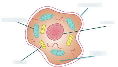Basic Cell Parts And Functions Diagram Quizlet