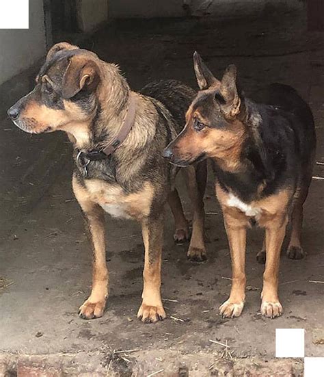 Startseite Reitanlage Anke Möller