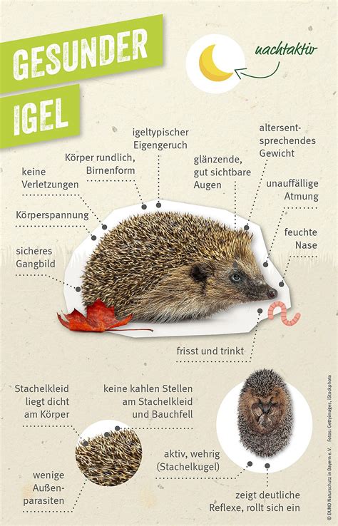 Igel Gefunden — Igel Netzwerk Region 10