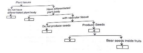 In The Given Classification Scheme Fill In The Boxes With Appropriate