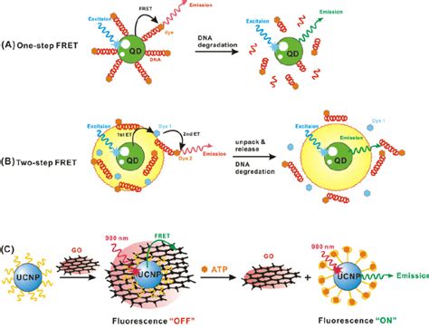 A Single Step Fret Based Qd Biosensors Designed To Probe Dna