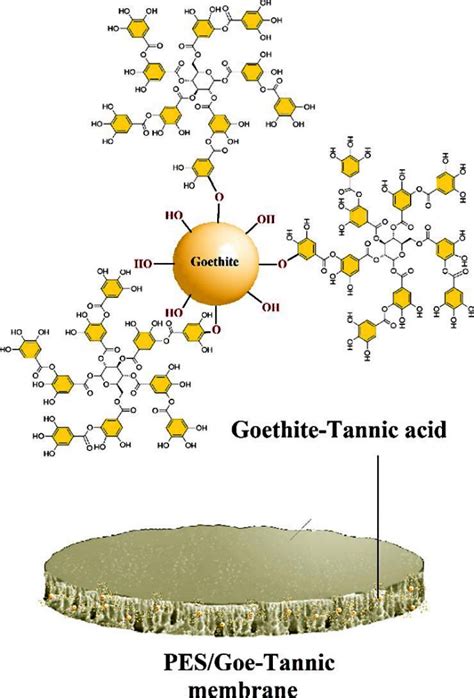 Illustration Of Goe Tannic Acid Nanoparticles Embedded In Pes Membrane