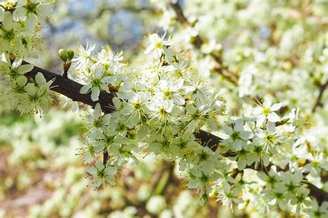 Royalty Free Flora White Cherry Blossom Tree Photos Pikist