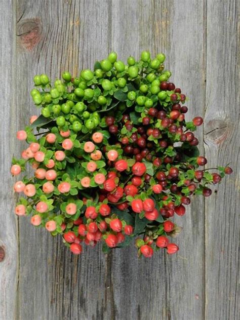 Wholesale 4 Color Mix W Green Assorted Hypericum Delivered Online