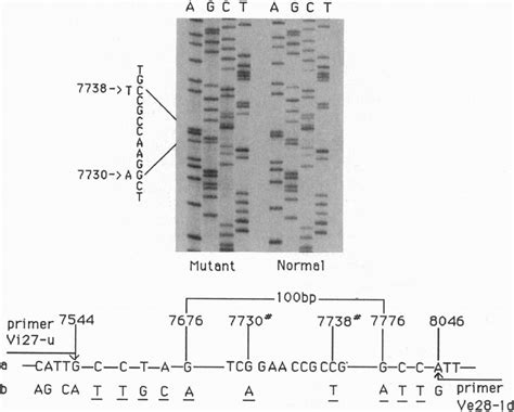 Upper Sequencing With The Primer Ve28 Ld Lower Difference Between