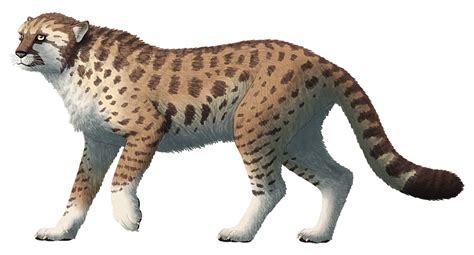 Miracinonyx A Feline From The Pleistocene Of Nix Draws Stuff
