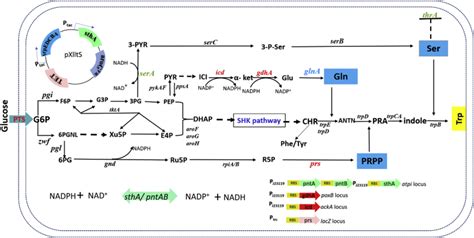 Engineering Escherichia Coli To Improve Tryptophan Production Via Genetic Manipulation Of