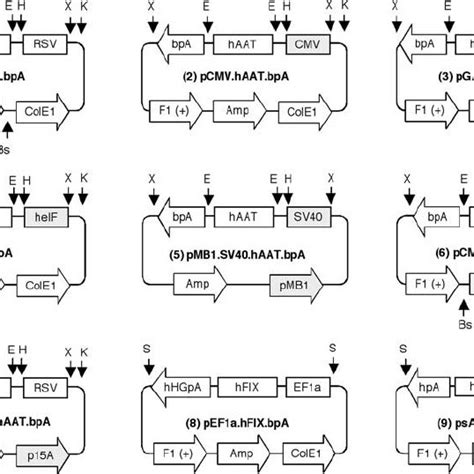Schematic Illustration Of Nine Dna Vectors Expressing Either Human Aat Download Scientific