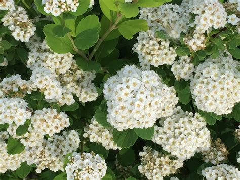 Tor Spirea Jeffries Nurseries