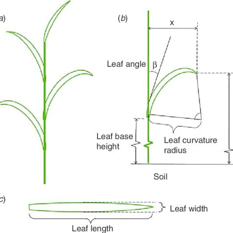 Pdf Optimal Crop Canopy Architecture To Maximise Canopy