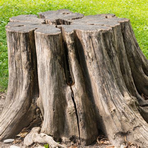 How To Kill And Remove A Tree Stump In The Uk — Beechwood Trees