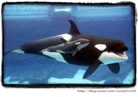 범고래 Killer Whale 네이버 블로그