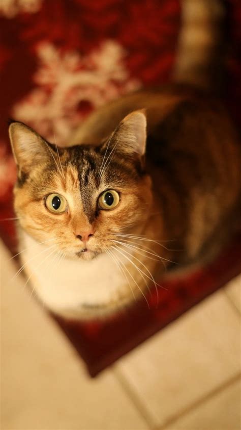 Кота сверху картинки и фото Koshka Top