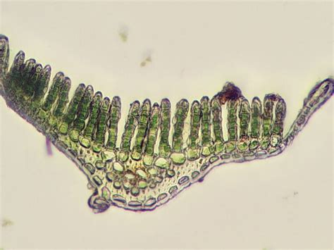 Polytrichum Formosum British Bryological Society