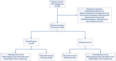 Twin Pregnancy Development Human Development Chapter 4 Pregnancy