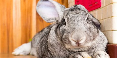 5 Giant Rabbit Breeds For Pets The Rabbit Hop