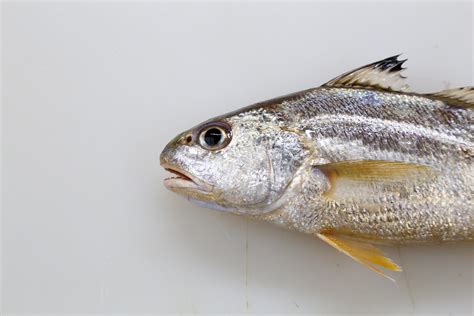 德先生魚筆記 鱗鰭叫姑魚