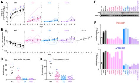 Dynamics Of Hiv 1 Vif Mutant Infection In Humanized Mice A And B The