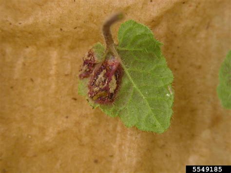 Puccinia Rusts Genus Puccinia Pers