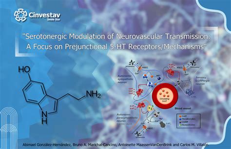 Carlos M Villalón Serotonergic Modulation Of Neurovascular Transmission A Focus On