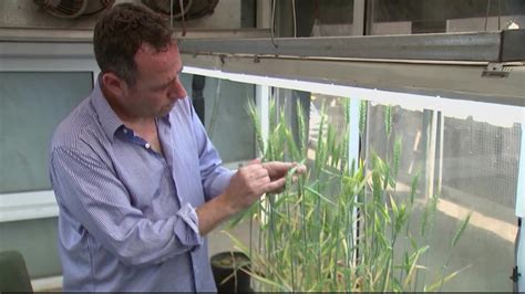 Scientists Using Dna From Crops To Protect The Worlds Food Supply