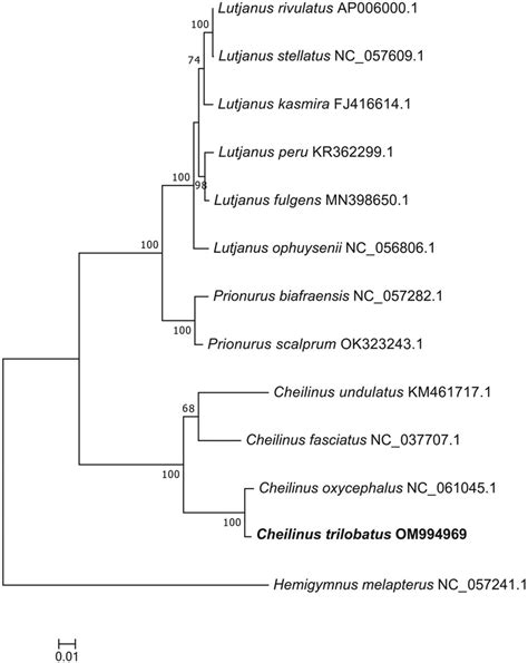 maximum likelihood ml phylogenetic tree based on complete mitogenome