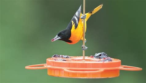 All About Orioles And How To Attract Them Wild Birds Unlimited Wild