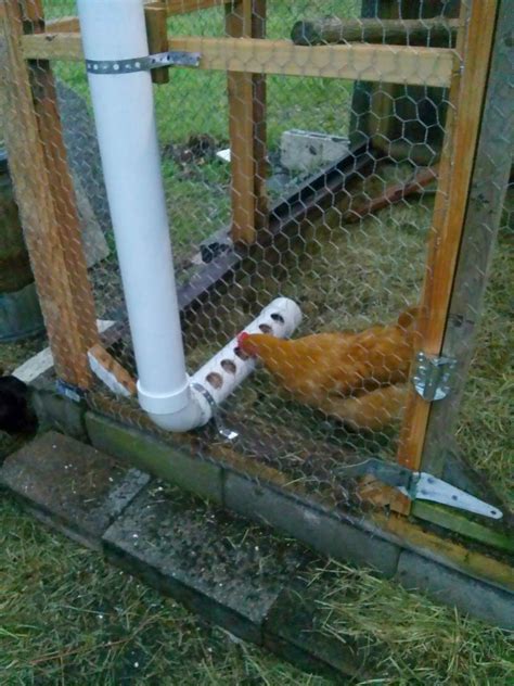 Diy Chicken Feeder Pvc Pipe Sherwood Slone