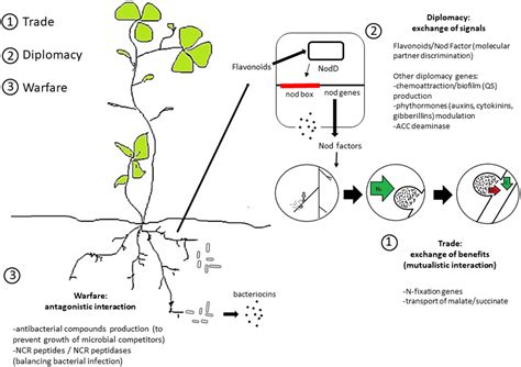 Rhizobium Bacteria Diagram