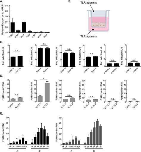 Poly I C Hmw Lyovec Invivogen Bioz