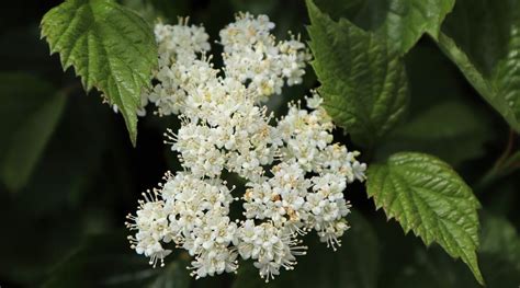 Flowering Shrubs 71 Different Types Of Flowering Bushes Artofit