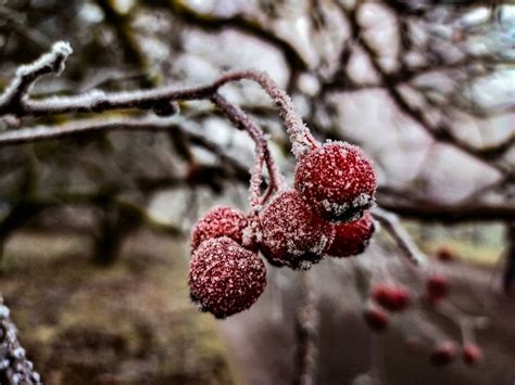 감기 겨울 겨울 동화나라 겨울 장면 겨울철의 경치 계절 계절성 꽁꽁 언 나뭇가지 냉담한 냉동 가지 냉동 과일 냉동 딸기 눈송이 눈이 내리는 눈이