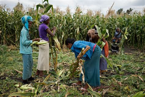 Targeted Fertilizer Recommendations Improve Maize Productivity In Ethiopia Cimmyt