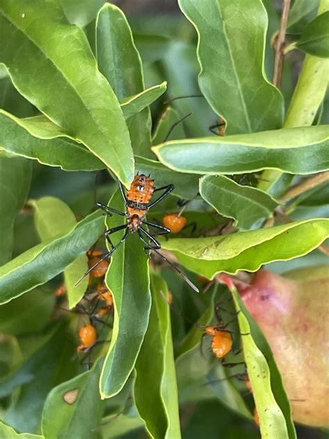 Assassin Bug Or Leaf Footed Bug Multiple Found On Ornamental Pomegranate Tree R Insects