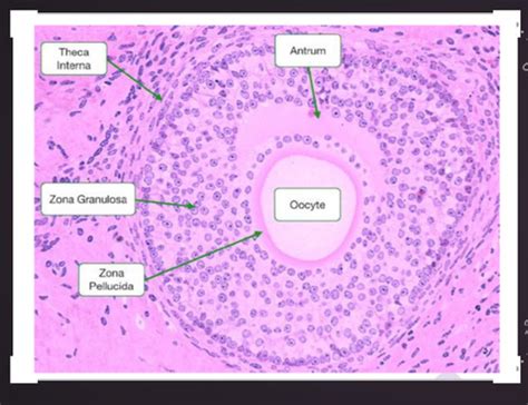 Structure Of The Ovum Flashcards Quizlet