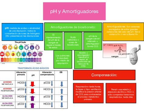 Ph Y Amortiguadores Pdf Ph Fisiología