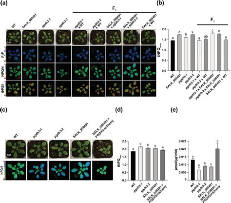 Loss Of Pgdh3 Is Causative For Elevated Transient Npq A B Allelism