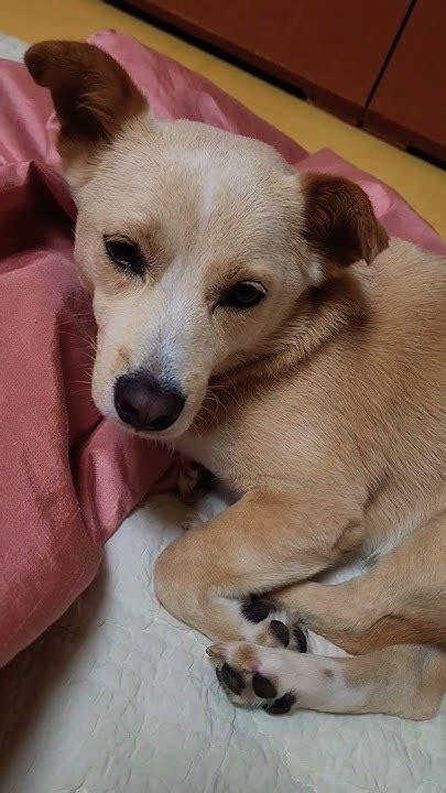 졸리는 강아지🐾 벌써 12시예요~🐶 그래 알았어 자자 👨‍🦱 Youtube