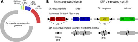 A The Proportion Of Transposable Elements Orders In The Drosophila Download Scientific Diagram