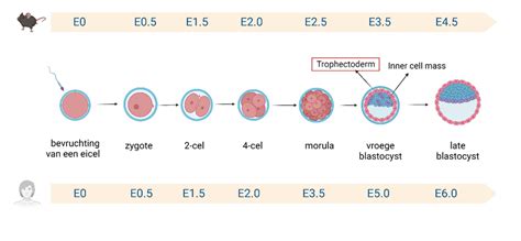 Unraveling The Function Of Trophectoderm Markers In Early Embryonic