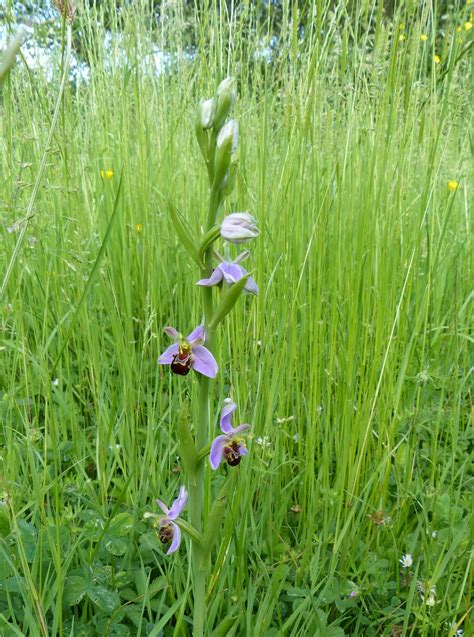 Pollinator Lawn Whiteknights Biodiversity