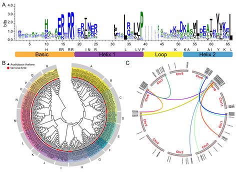 Genome Wide Identification And Transcriptional Profiling Of The Basic Helix Loop Helix Gene