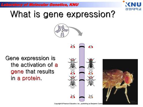PPT Gene Expression Analysis PowerPoint Presentation Free Download ID