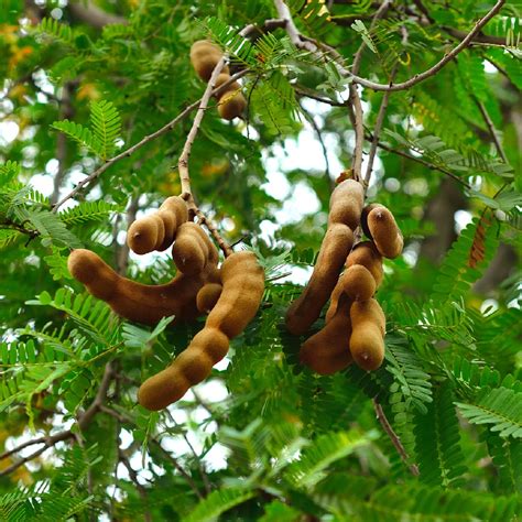 ☯️ Where To Place Tamarind In Feng Shui Characteristics Direction
