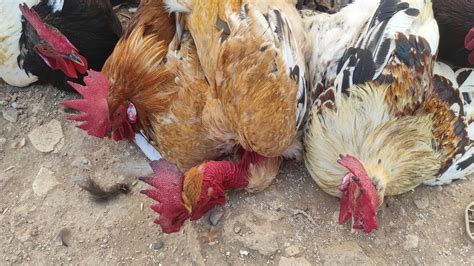 سوق عين تاوجطات دجاج البلدي بيبي الأرانب الحمام طاوس البض الكنار