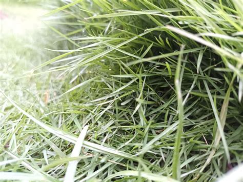 In Indonesia This Grass Is Known As Japanese Grass Stock Image Image