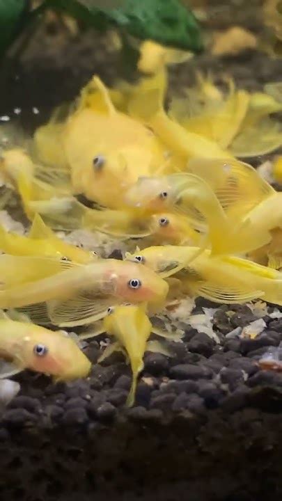 눈망울이 초롱초롱 Youtube