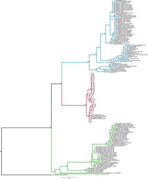 Best Maximum Likelihood Tree N 181 Recovered From The Raxml