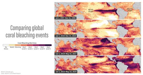 How Does 2023 24 Global Coral Bleaching Compare To Past Events Noaa